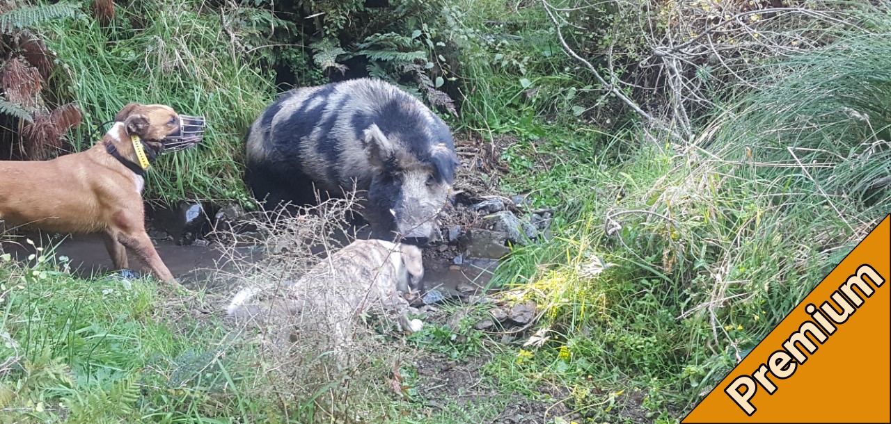 New Beginnings Rastus • Hooked on Boars