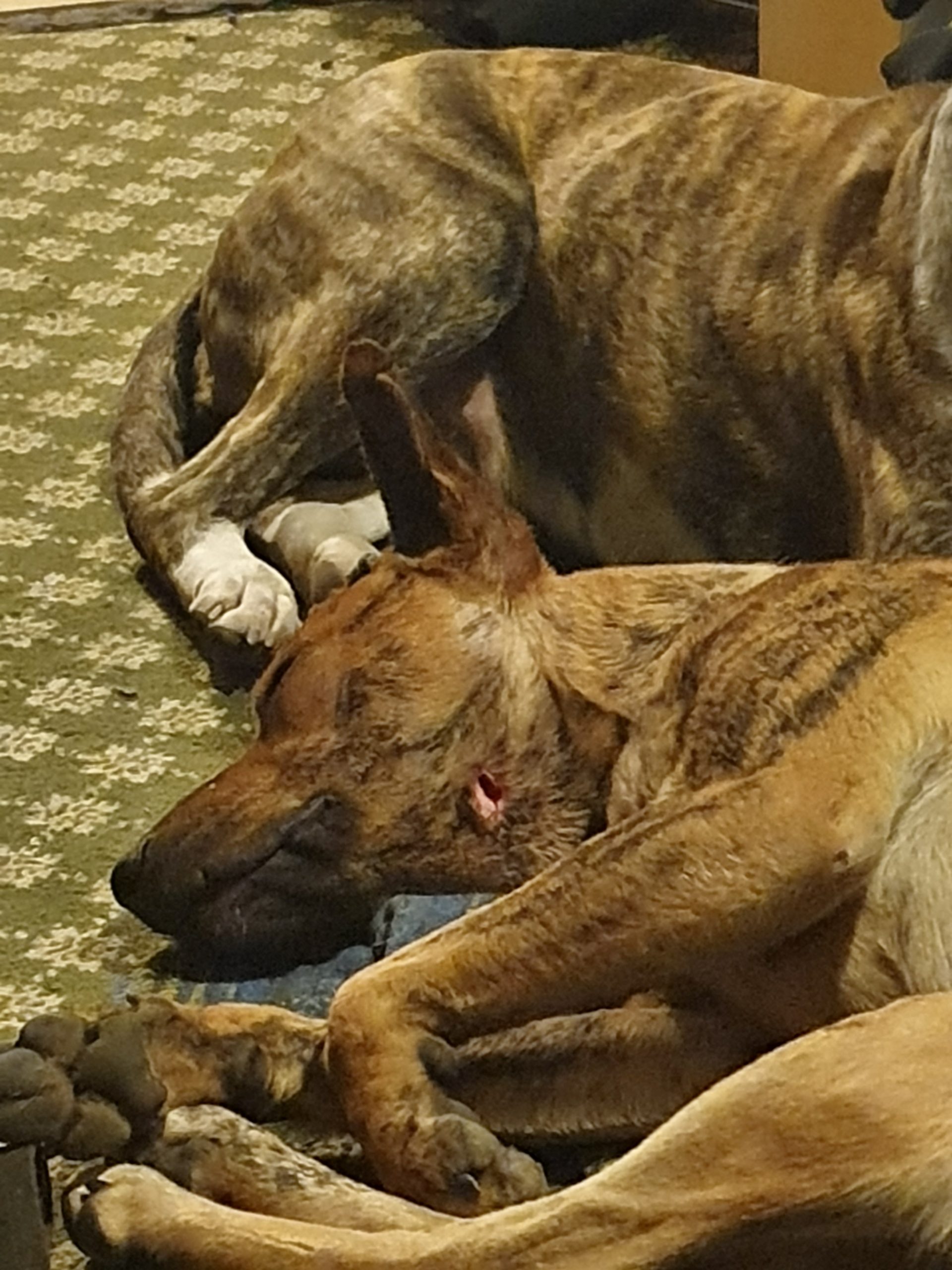 Nasty Native Boar • Hooked on Boars