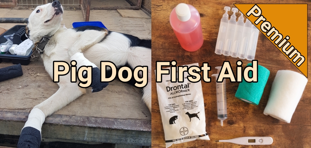 Pig Dog First Aid • Hooked on Boars