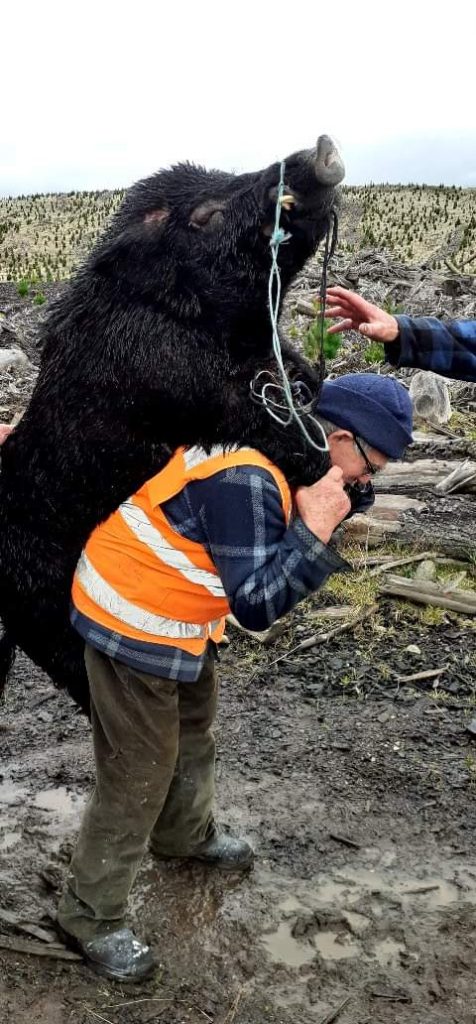 Boar Down • Hooked on Boars