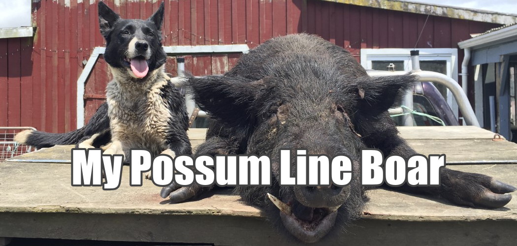 My Possum Line Boar - Summer Baker • Hooked on Boars