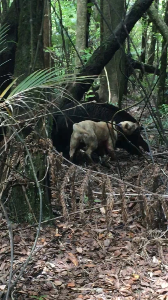 My Possum Line Boar - Summer Baker • Hooked on Boars