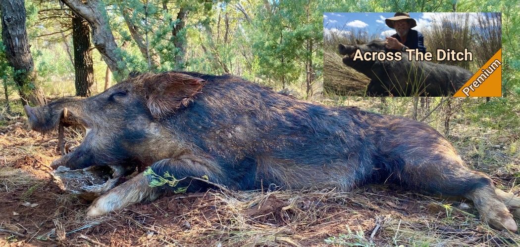 According To Plan - John Witham • Hooked on Boars